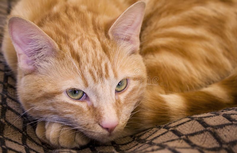 Lying Cat stock image. Image of whisker, nature, mammals - 2313851