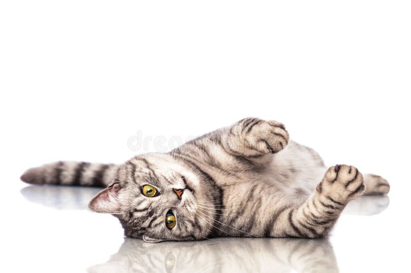 Lying cat stock photo. Image of playful, lying, pets - 30325204