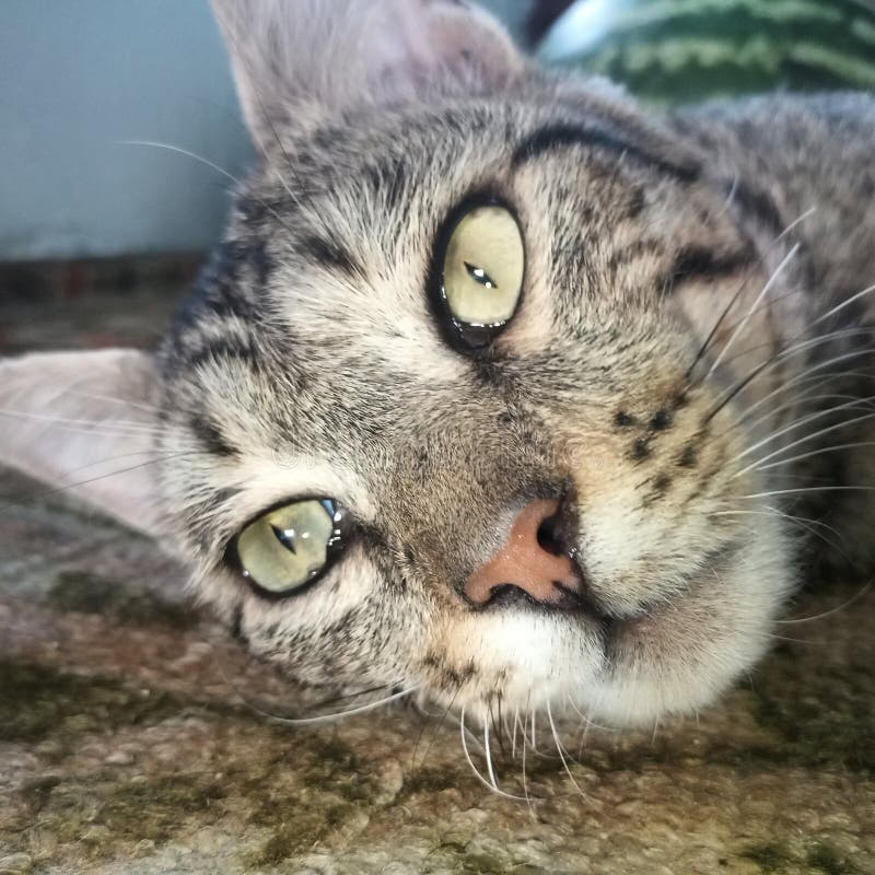 375 Offended Cat Stock Photos - Free & Royalty-Free Stock Photos from ...