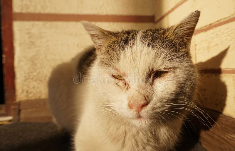 Wounded cat stock image. Image of diagnosis, injured - 211831539