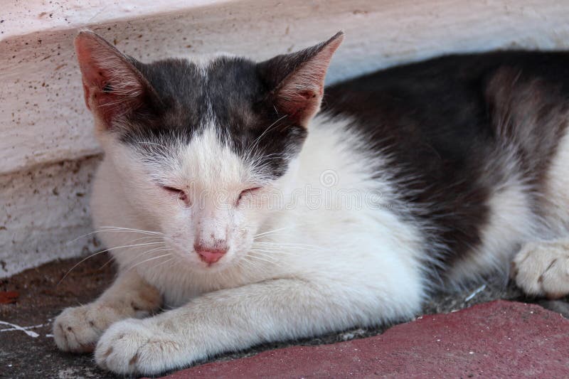 Lying Cat in Vientiane - Laos Stock Photo - Image of undefined, animal ...