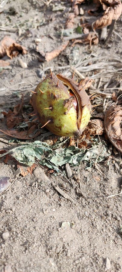 Lying chestnut in a shell stock photo. Image of soil - 254687864