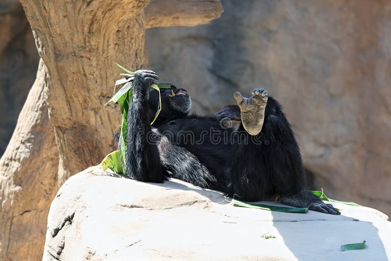 Chimpanzee Side View Stock Photos - Free & Royalty-Free Stock Photos ...