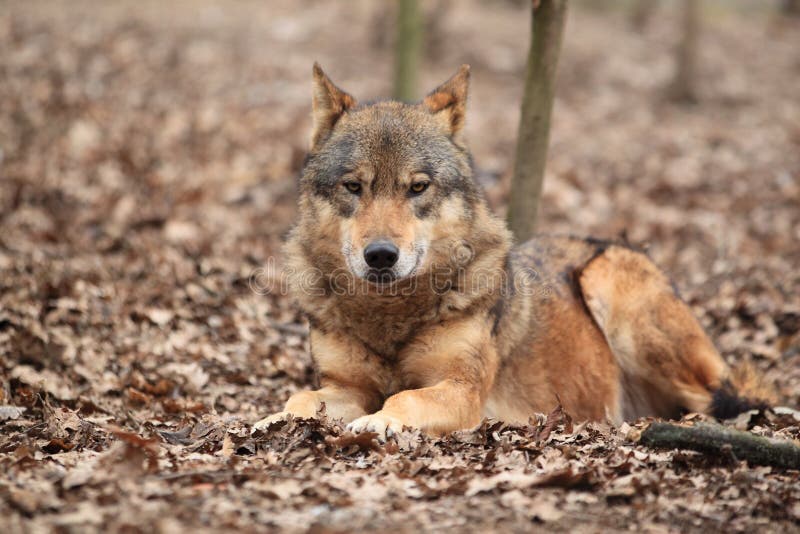 Lying common wolf stock photo. Image of gray, common - 23075990
