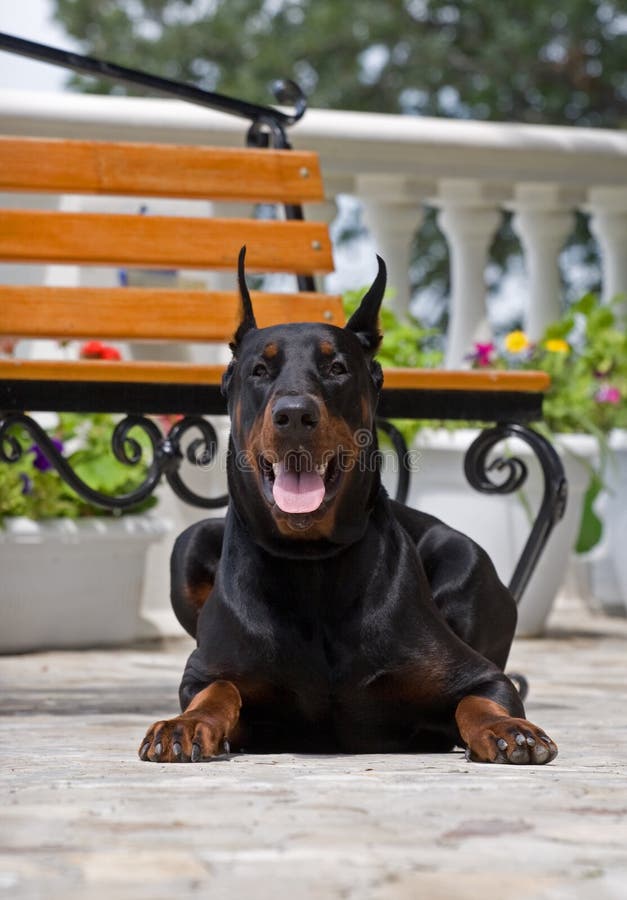 Lying dog stock photo. Image of furry, obedience, canine - 14968528