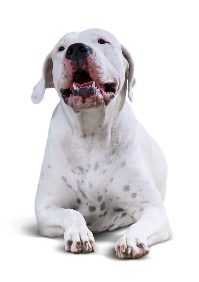 Lying Dogo Argentino stock photo. Image of argentine - 46734434