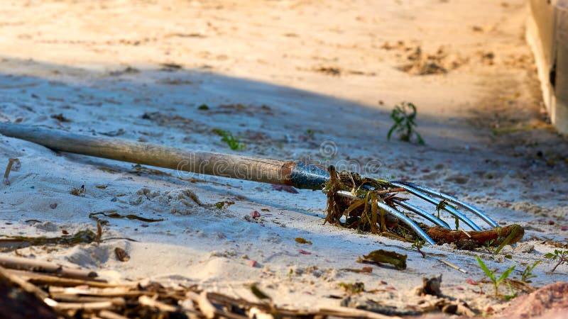 Lying Down Cleaning Pitchfork with Algae and Debris on the Beach Sand ...