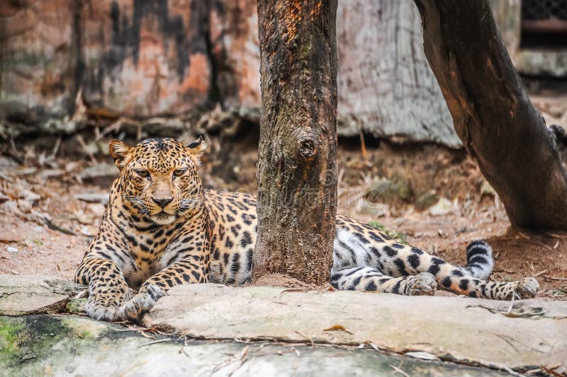 Leopard Lay Down At Dusk To Rest And Relax Stock Photo - Image of beast ...