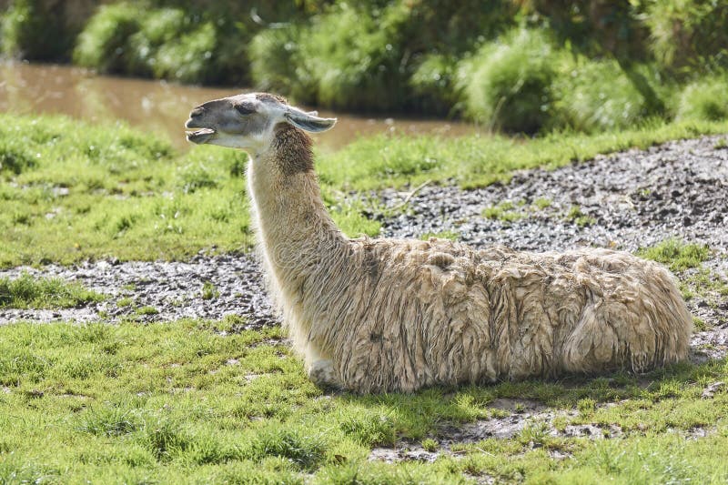 Llama Lying Down Stock Photos - Free & Royalty-Free Stock Photos from ...