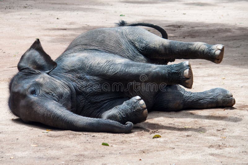 Lying elephant stock photo. Image of asia, large, rainforest - 35282958