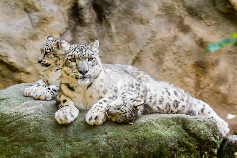 Lying Family of Snow Leopard Stock Photo - Image of lying, looking ...