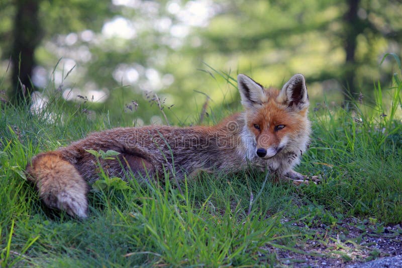 Lying fox in the forest stock image. Image of wild, pelage - 60151385