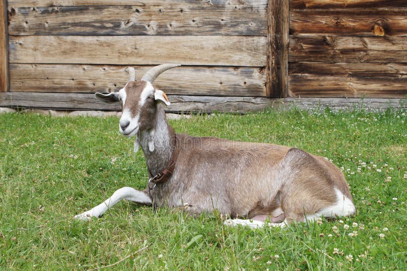Lying goat stock image. Image of poland, rural, zwierzä™ta - 253602425