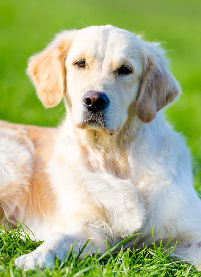 Labrador stock image. Image of defender, look, pale, green - 14123893