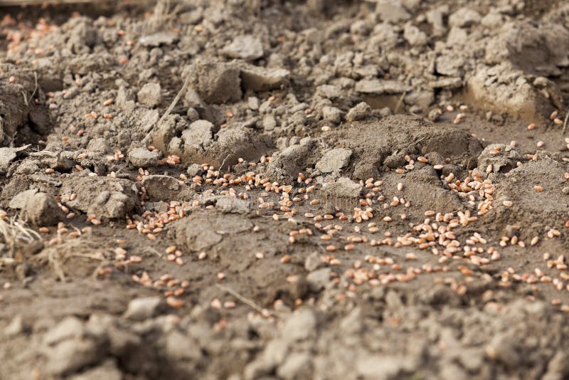 Lying on the ground grain stock photo. Image of earth - 69665968