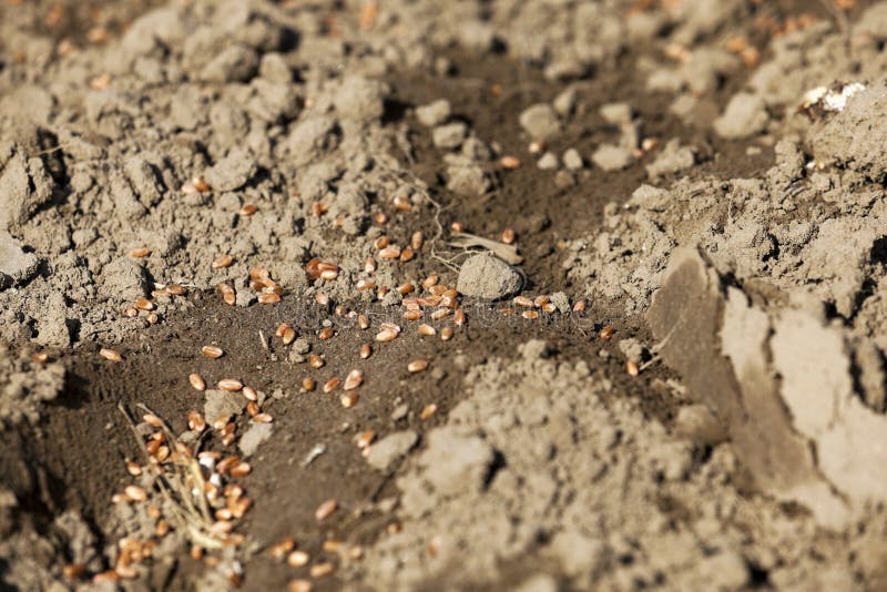 Lying on the ground grain stock photo. Image of land - 70586176