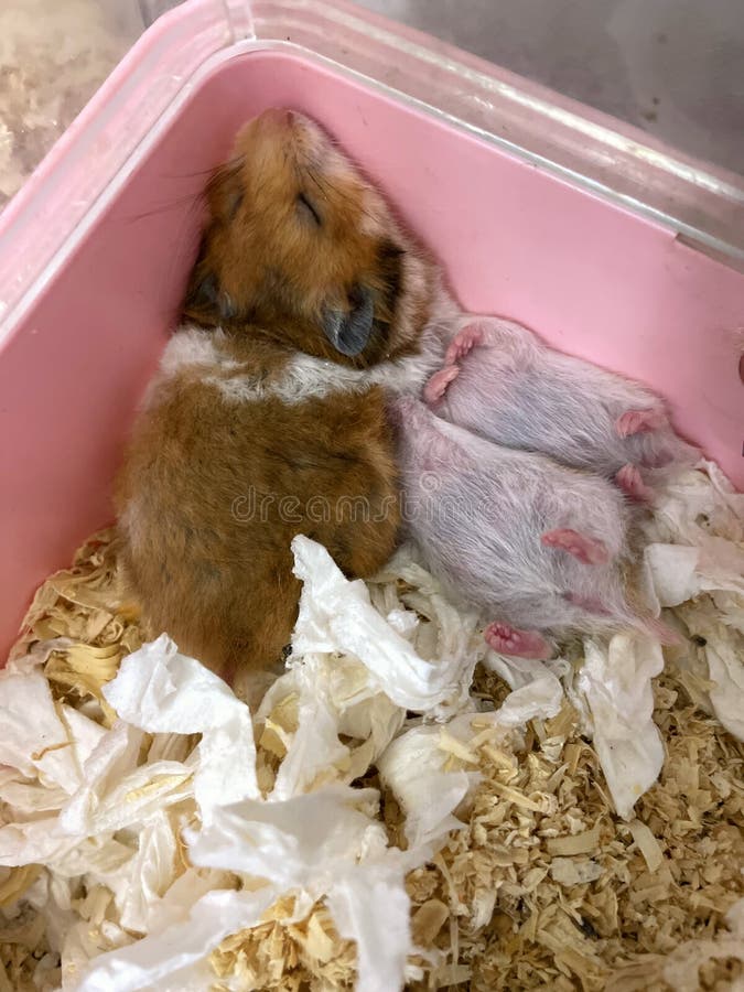 Lying Hamster Mother with Her Baby Hamster 10 Days Old Stock Photo ...