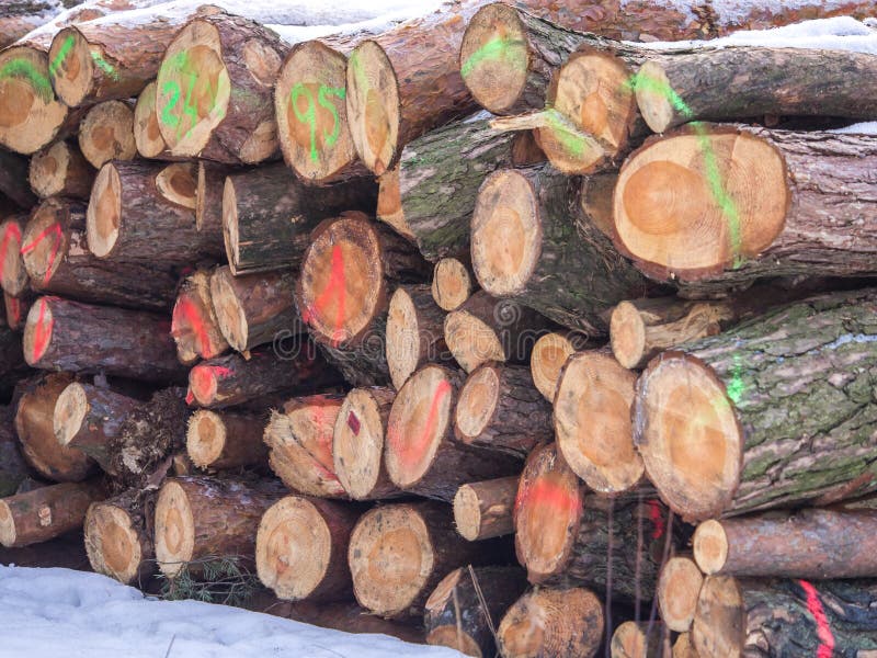 Heap of cut tree trunks stock photo. Image of bolt, stretch - 220271802