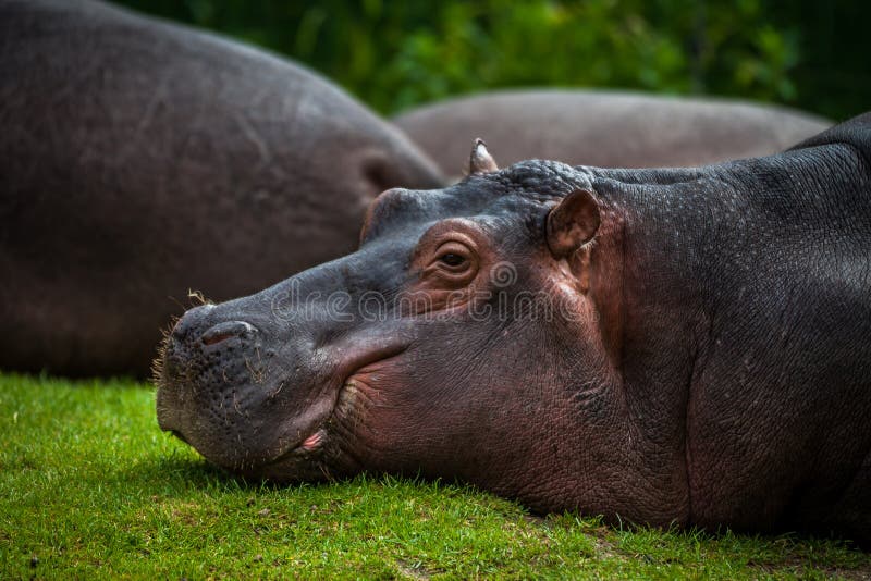 Lying hippopotamus stock image. Image of rest, wild, quiet - 45946025