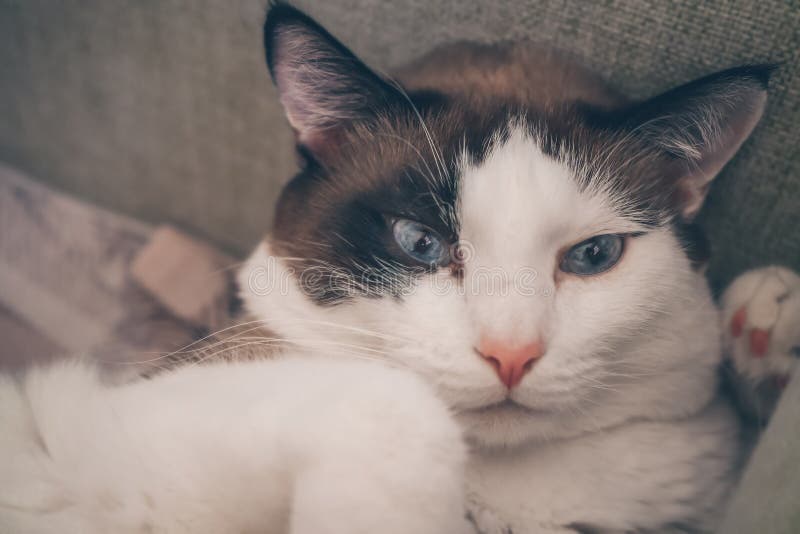 Lying on his back cat stock photo. Image of portrait - 210324572