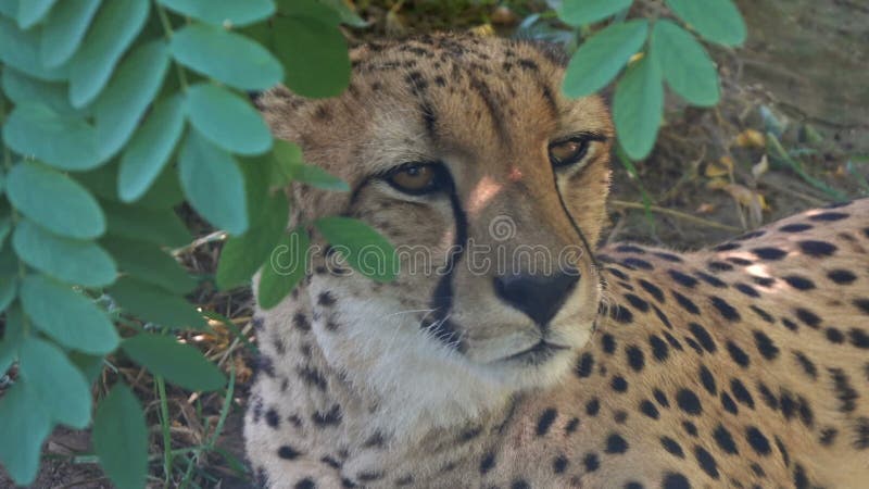 Lying Jaguar Closeup Portrait Stock Footage - Video of wildlife, jungle ...