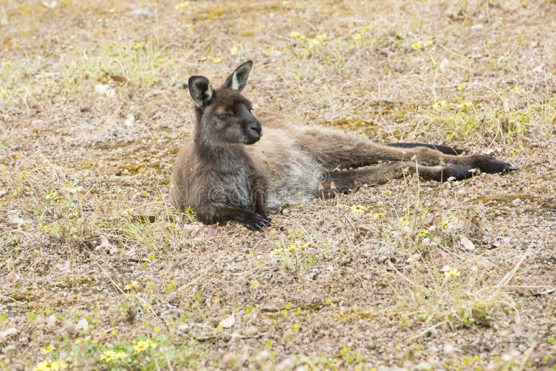 Lying Kangaroo, Kangaroo Island, South Australia Stock Image - Image of ...