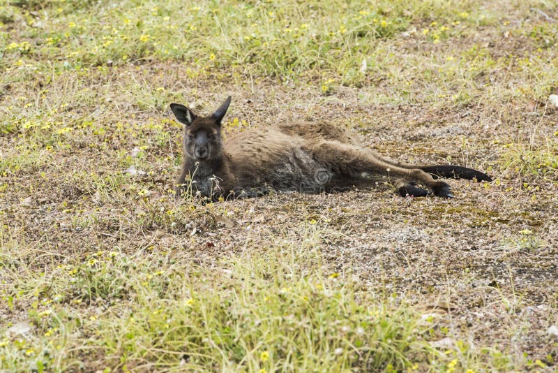 Lying Kangaroo in the Wild, South Australia Stock Photo - Image of ...
