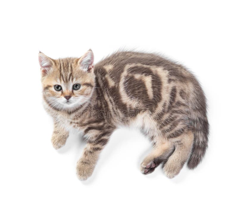 Lying Kitten Cat Top View Isolated Stock Image - Image of kitten ...