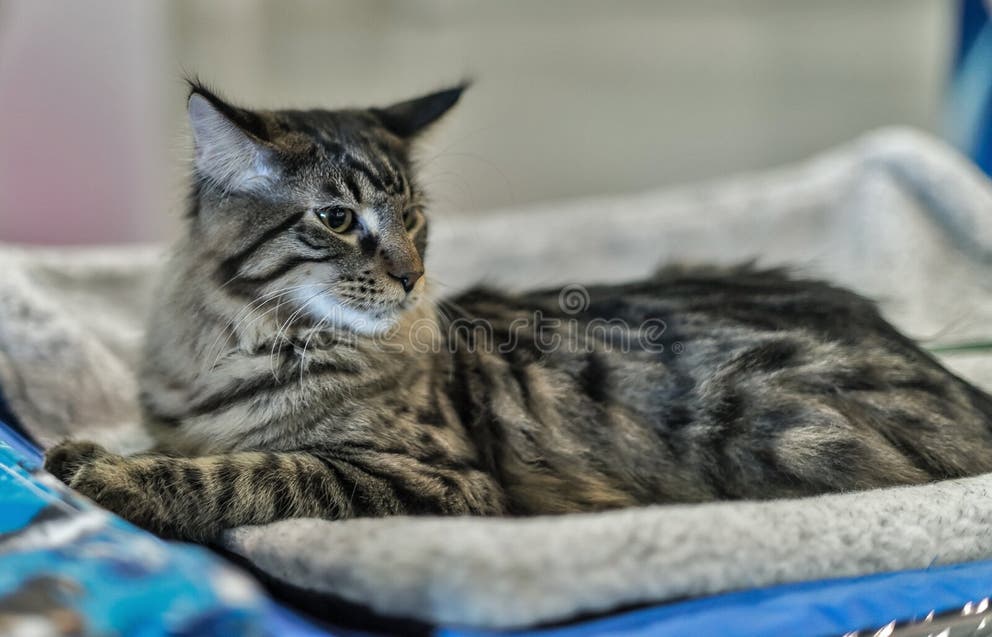 Lying kitten. stock image. Image of beautiful, kitten - 37140857