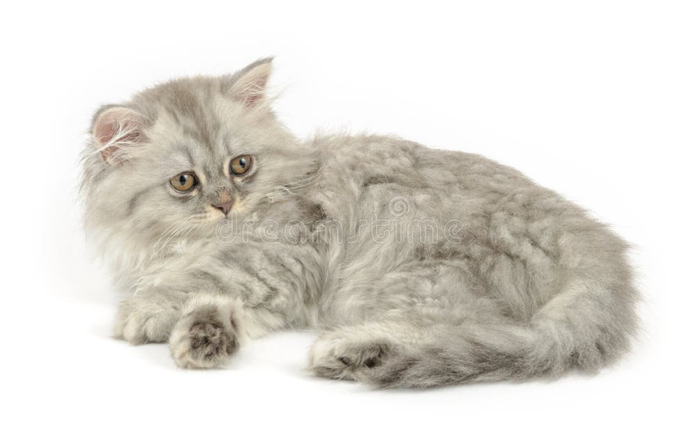 Lying kitten stock photo. Image of breed, claw, cute - 33207102