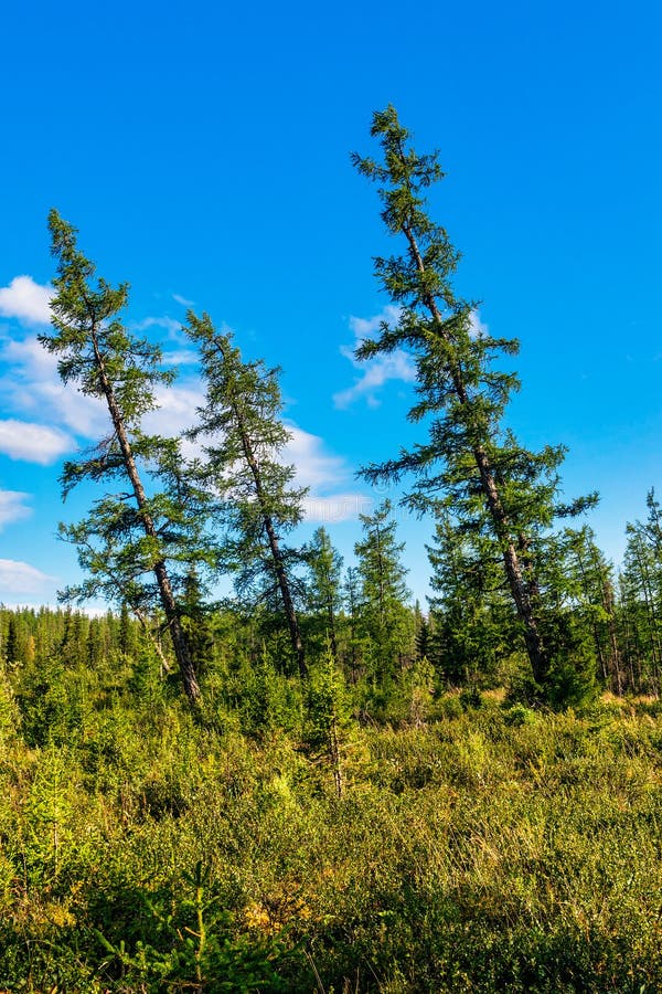Lying Larch Trees in the Forest on a Sunny Summer Day Stock Image ...