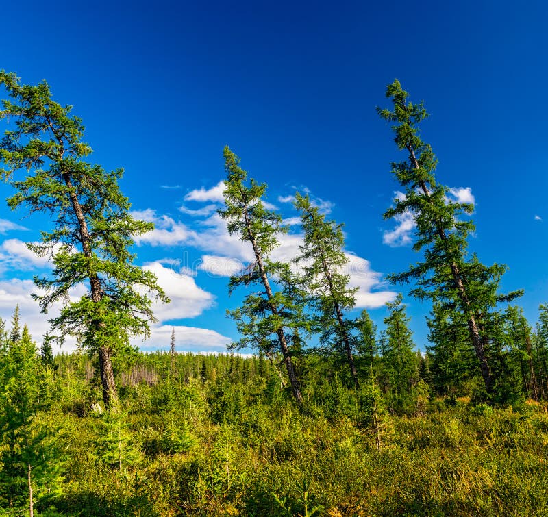 Lying Larch Trees in the Forest on a Sunny Summer Day Stock Image ...