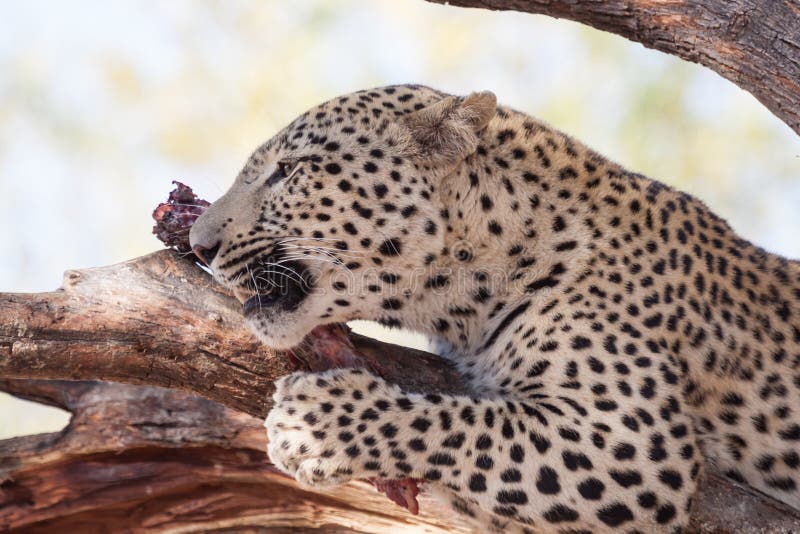 Leopard with prey stock image. Image of endangered, blood - 35233191