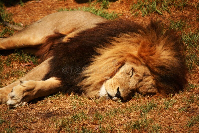 Lying Lion stock photo. Image of mane, grass, animal - 36977668