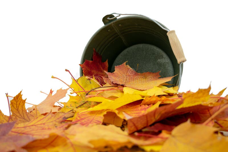 Lying Metal Bucket from Which Fall Maple Leaves Stock Image - Image of ...