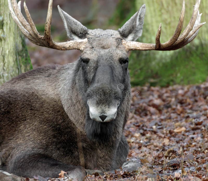 Moose Looking back stock image. Image of mule, nature - 88704387