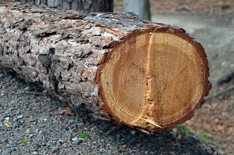 Lying Old Tree Trunk Cut In Forest Stock Image - Image of nature, bark ...
