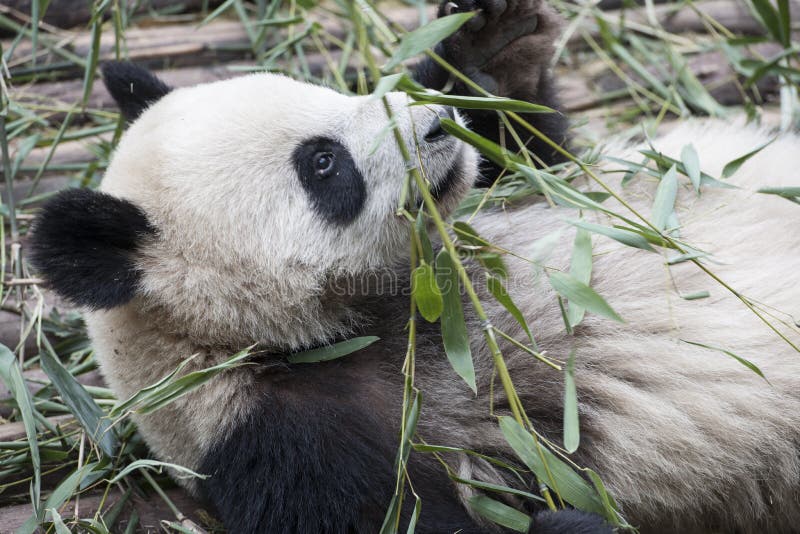 Lying panda (Giant Panda) stock image. Image of china - 27681163