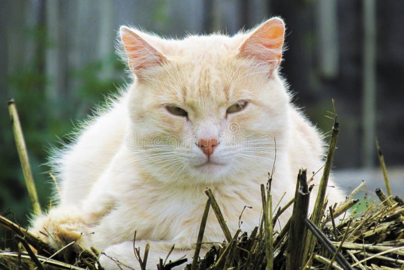 Lying Peach Colored Cat Stock Photos - Free & Royalty-Free Stock Photos ...