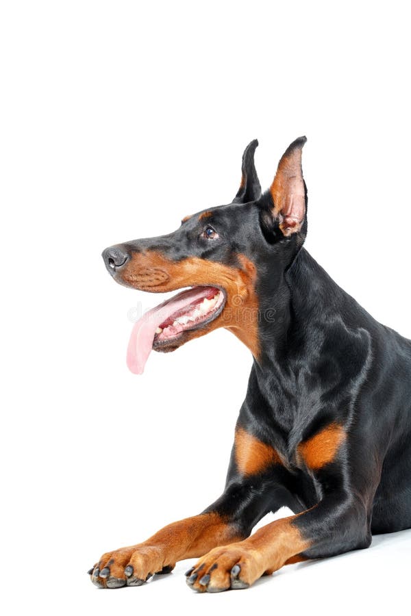 Top View of Sad Doberman Pinscher Stock Photo - Image of beautiful ...