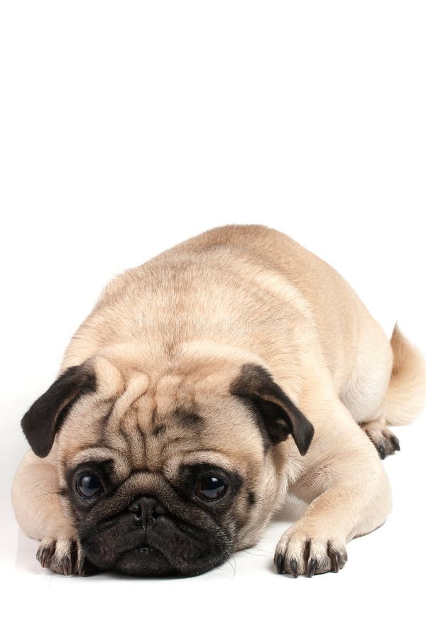 Rear View of a Pug Isolated on White Stock Photo - Image of animal ...