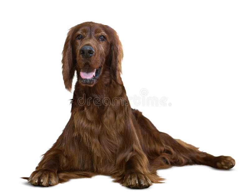 Lying Red Irish Setter stock image. Image of tail, animal - 45856275