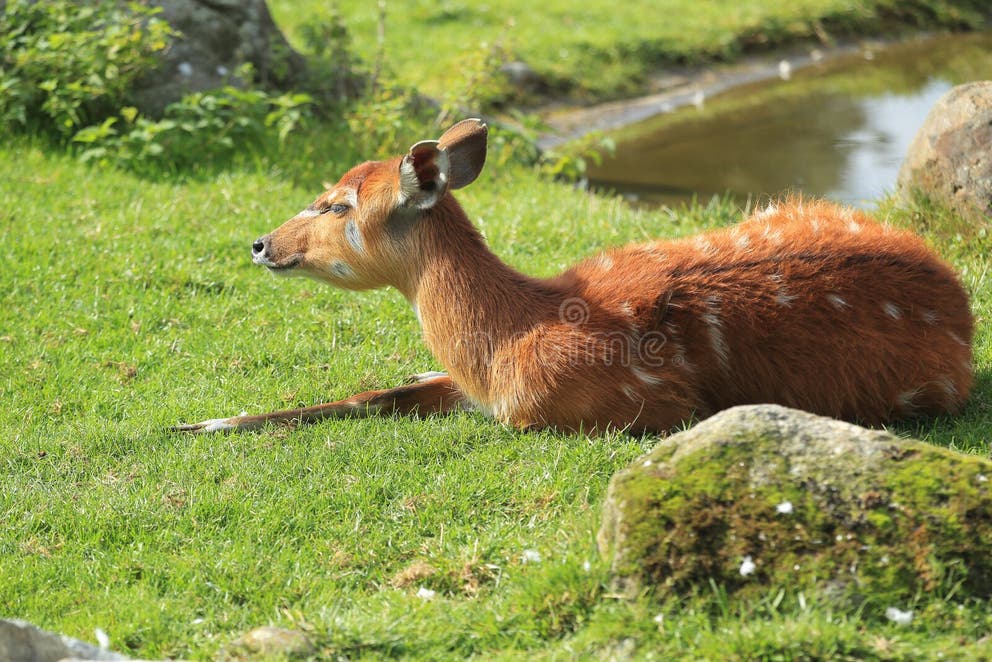 Lying sitatunga stock photo. Image of swamp, lying, dwelling - 257558268