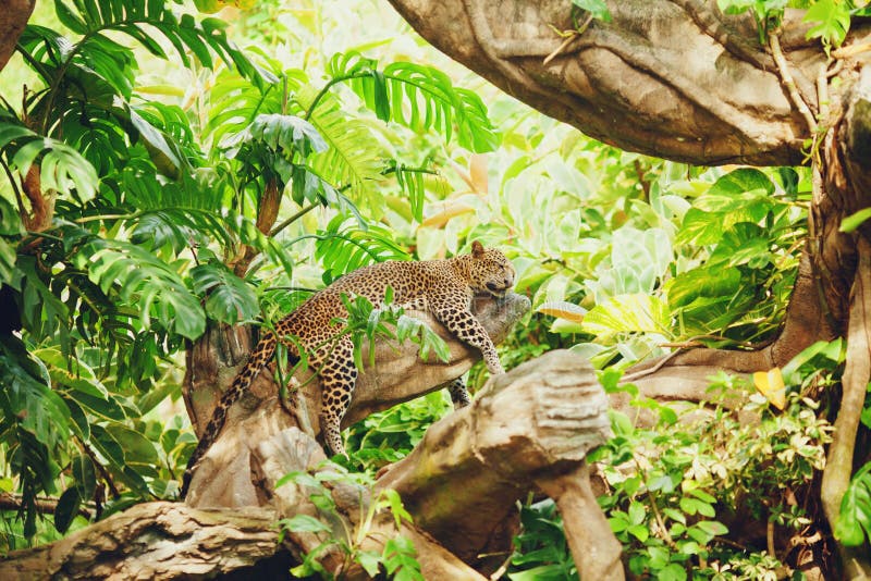 Lying (sleeping) Leopard on Tree Branch Stock Photo - Image of funny ...