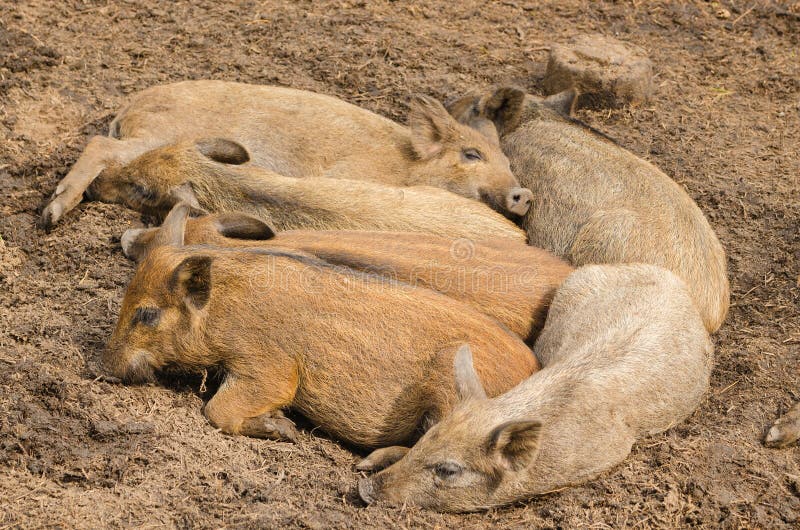 Lazy Pigs stock image. Image of fatigued, humor, boar - 37716451