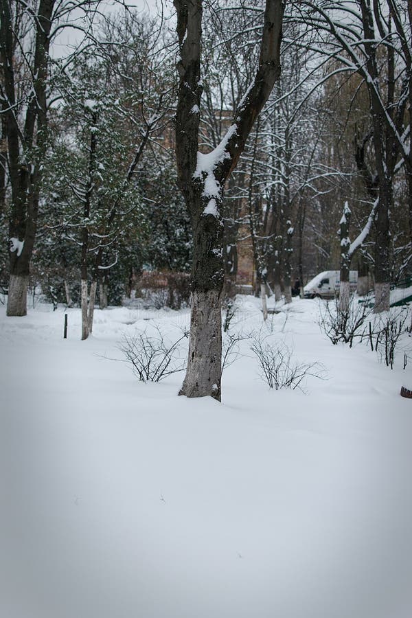 Lying Snow on the Field with a Tree Stock Image - Image of country ...