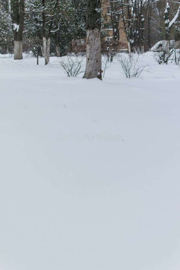 Lying Snow on the Field with a Tree Stock Image - Image of footpath ...