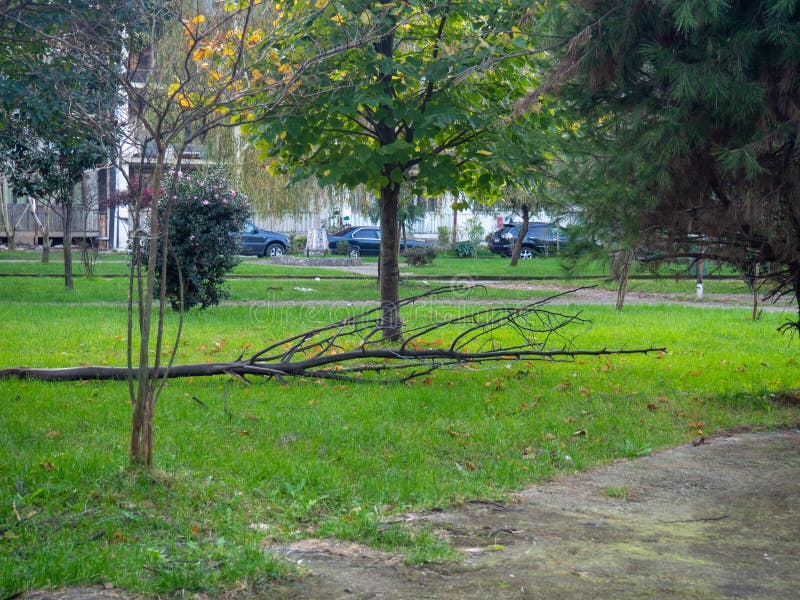 Lying Thin Tree on the Grass in the Park. Dead Tree Stock Photo - Image ...
