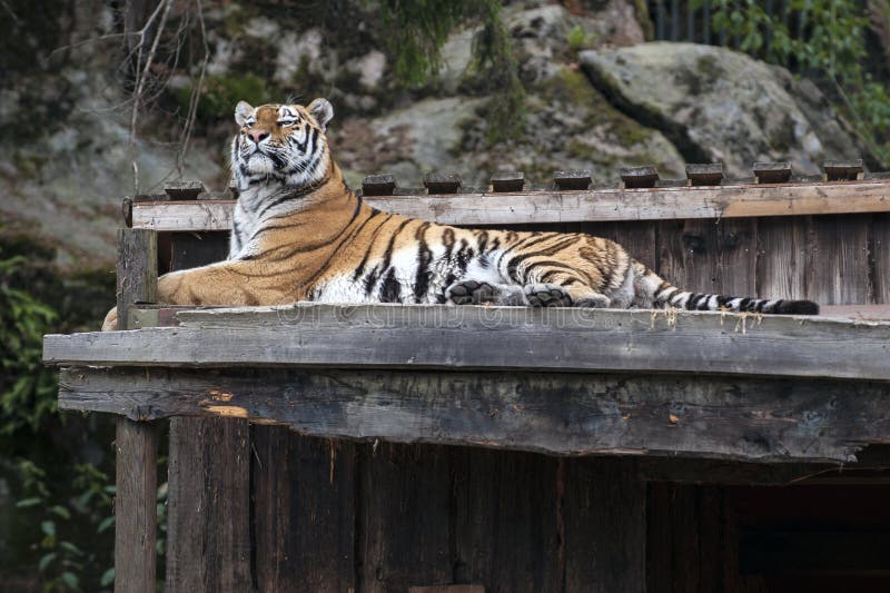 Tiger Hut Stock Photos - Free & Royalty-Free Stock Photos from Dreamstime