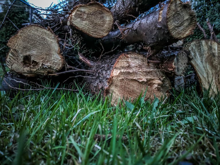Lying tree on grass stock photo. Image of lying, trees - 114438434